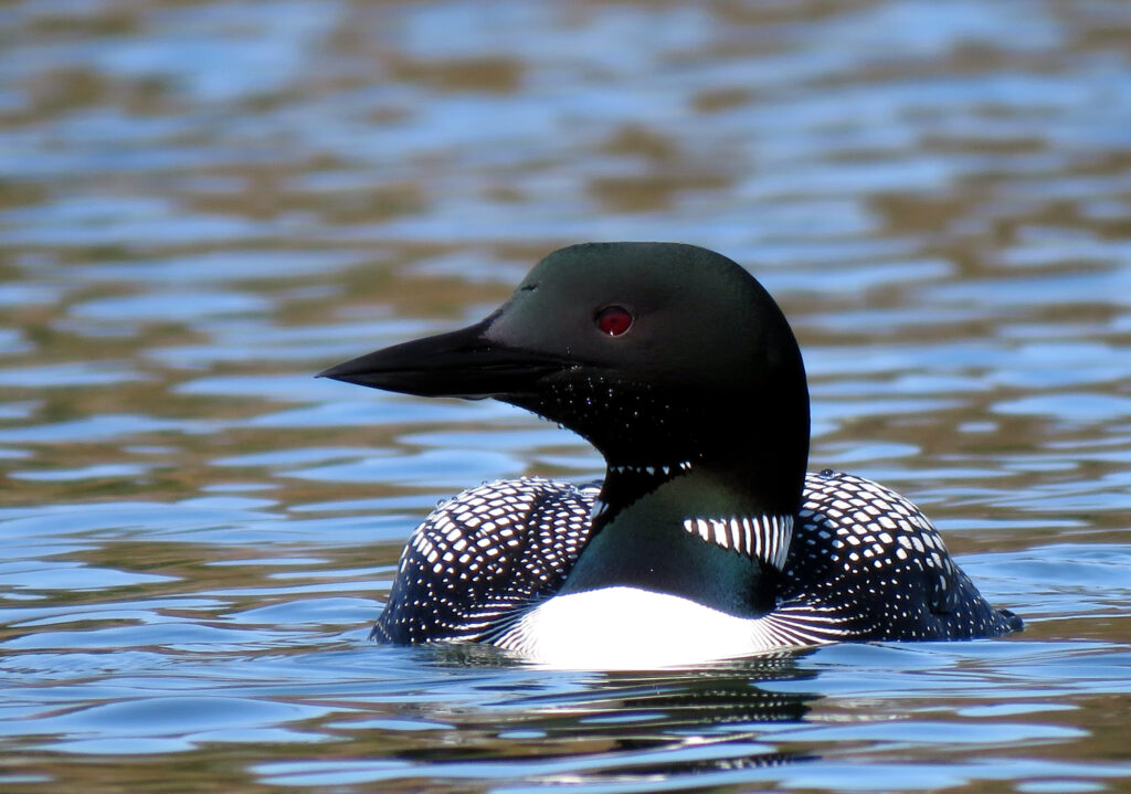 Wildlife - Loon Closeup - World of Harmony Music & Art